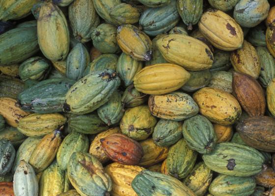 La société de transformation du cacao TRANSCAO-CI rejoint ICI | ICI ...